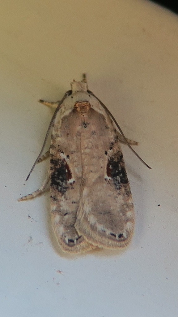 Poison hemlock moth from Wanaka, New Zealand on January 23, 2020 at 08: ...