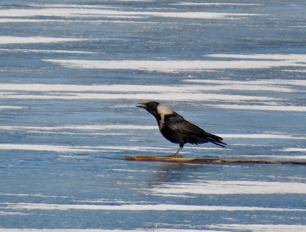 Collared Crow from 北海公园, 北京市, CN on December 23, 2025 at 12:46 PM by ...