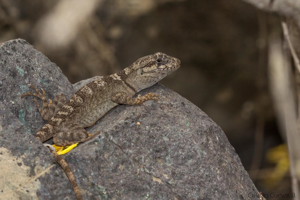 El Volcán Grumbler in January 2018 by cristiancuevasbarazarte. Único ...