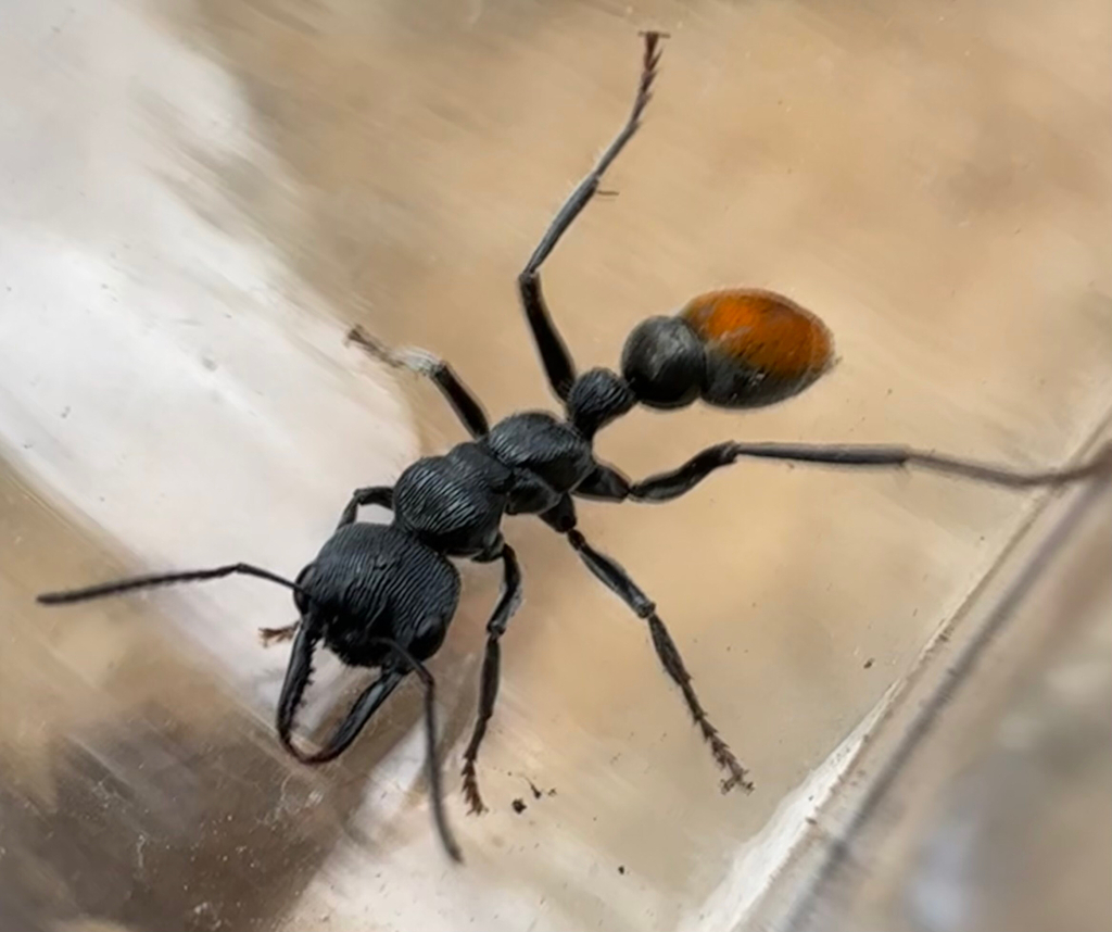 Myrmecia michaelseni from Downes St, Pink Lake, WA, AU on December 23 ...