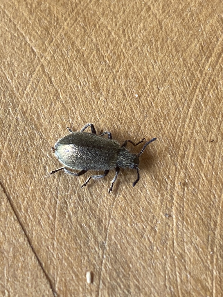 Hairy Darkling Beetle from Rua Paul Harris, Indaiatuba, SP, BR on ...