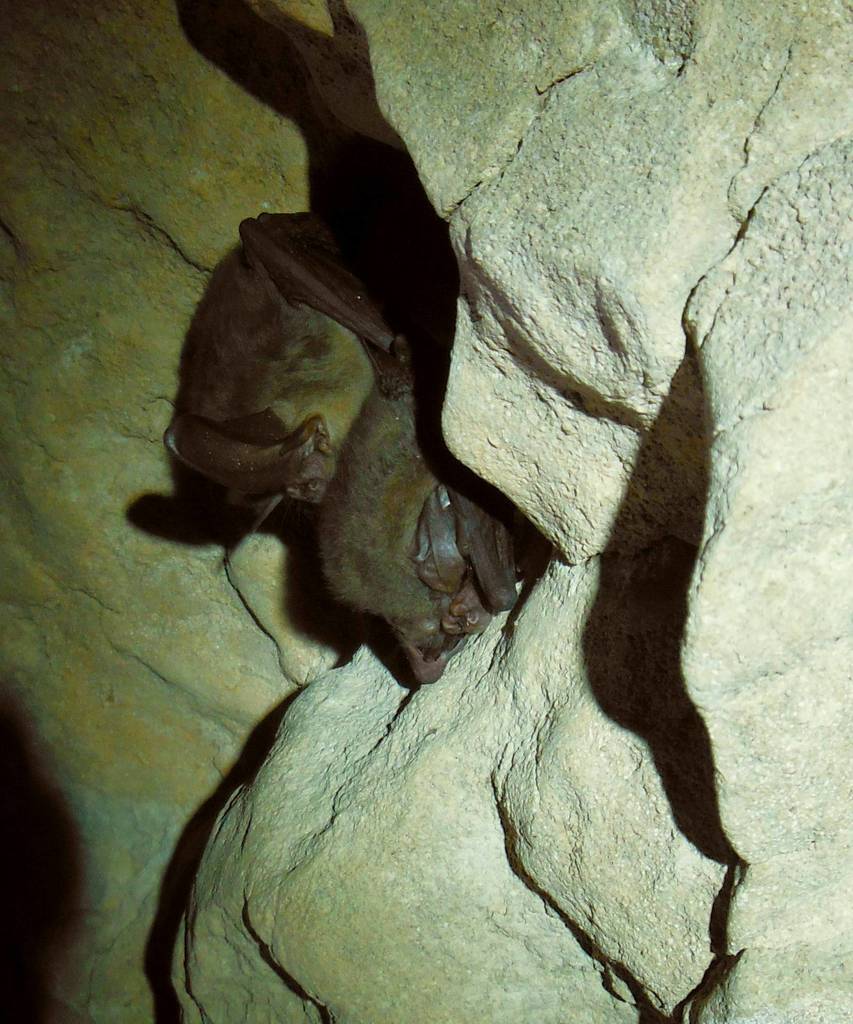 Vesper Bats (Vespertilioninae) - Know Your Mammals