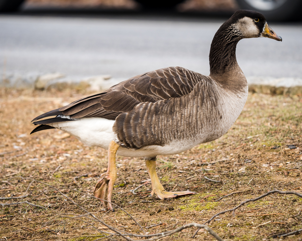 Greylag × Canada Goose from Hagerstown, MD, USA on January 24, 2020 at ...