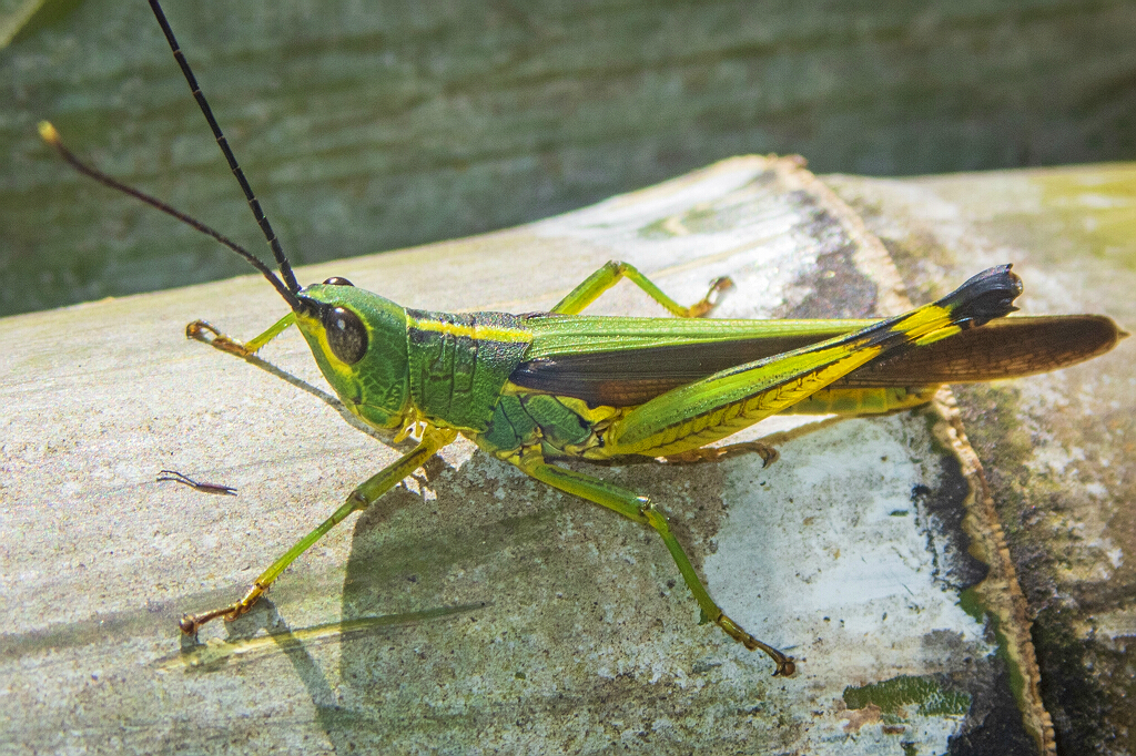 Yellow-spined Bamboo Locust from 中国丽水市龙泉市凤阳山 on September 17, 2023 at ...