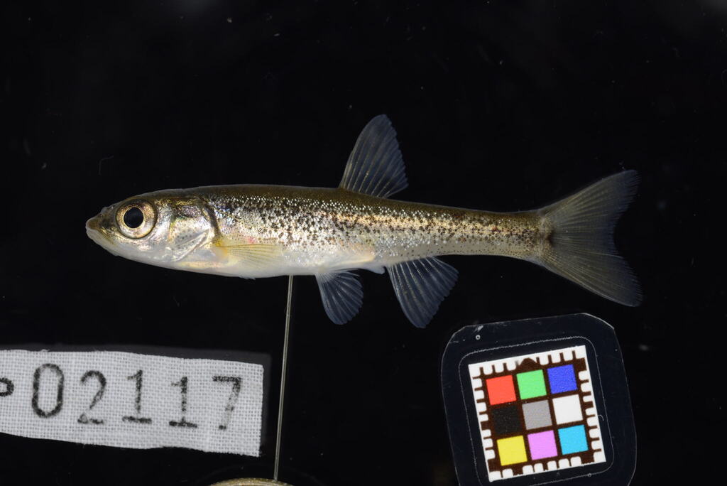 Rhynchocypris steindachneri in December 2025 by r-fujii · iNaturalist