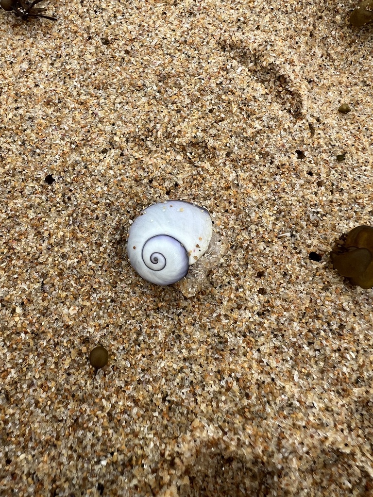Violet Sea Snail from North Wollongong, AU on December 23, 2025 at 06: ...