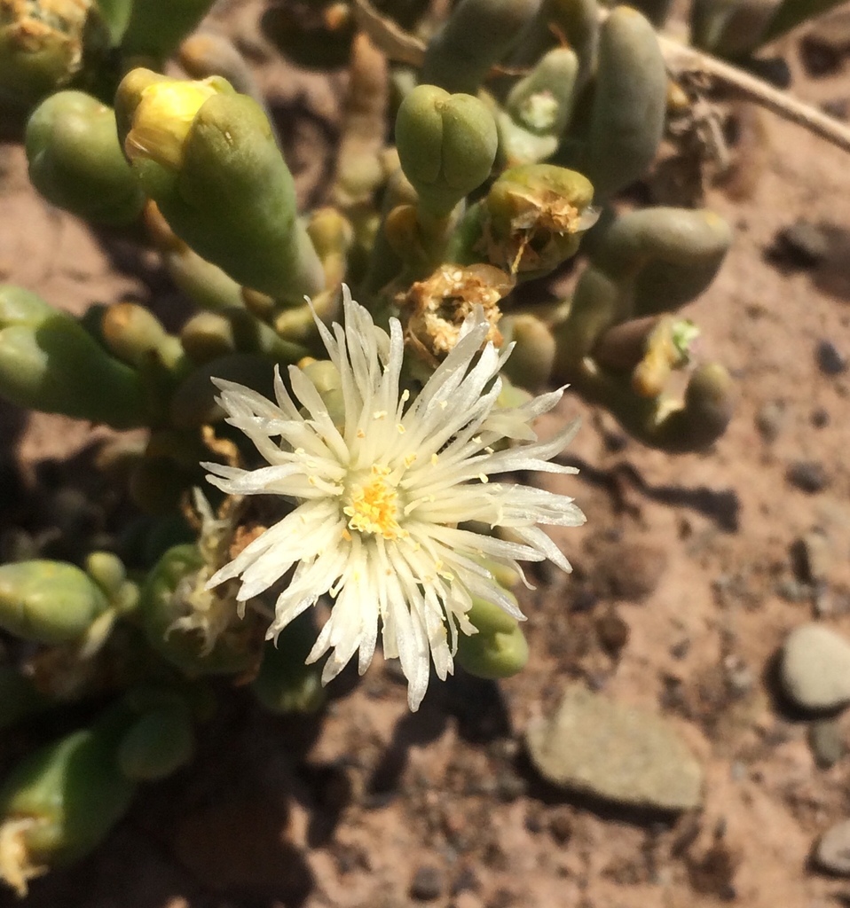 Common Night Desertfig from Oukloofpas, off the N1, outside Beaufort ...