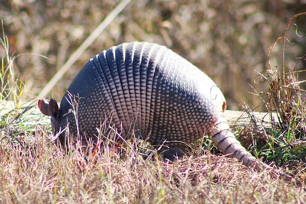 Mexican Long-nosed Armadillo in December 2025 by Kristie Thompson ...