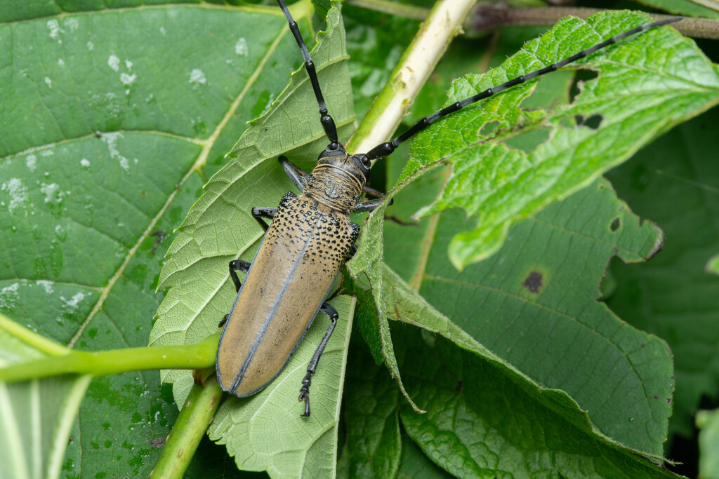 Apriona rugicollis from 中国安徽省宣城市绩溪县 on August 2, 2025 at 11:33 AM by ...