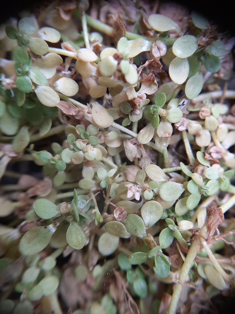 Pond water-starwort (ADIRONDACK RESEARCH GUIDEBOOK) · iNaturalist