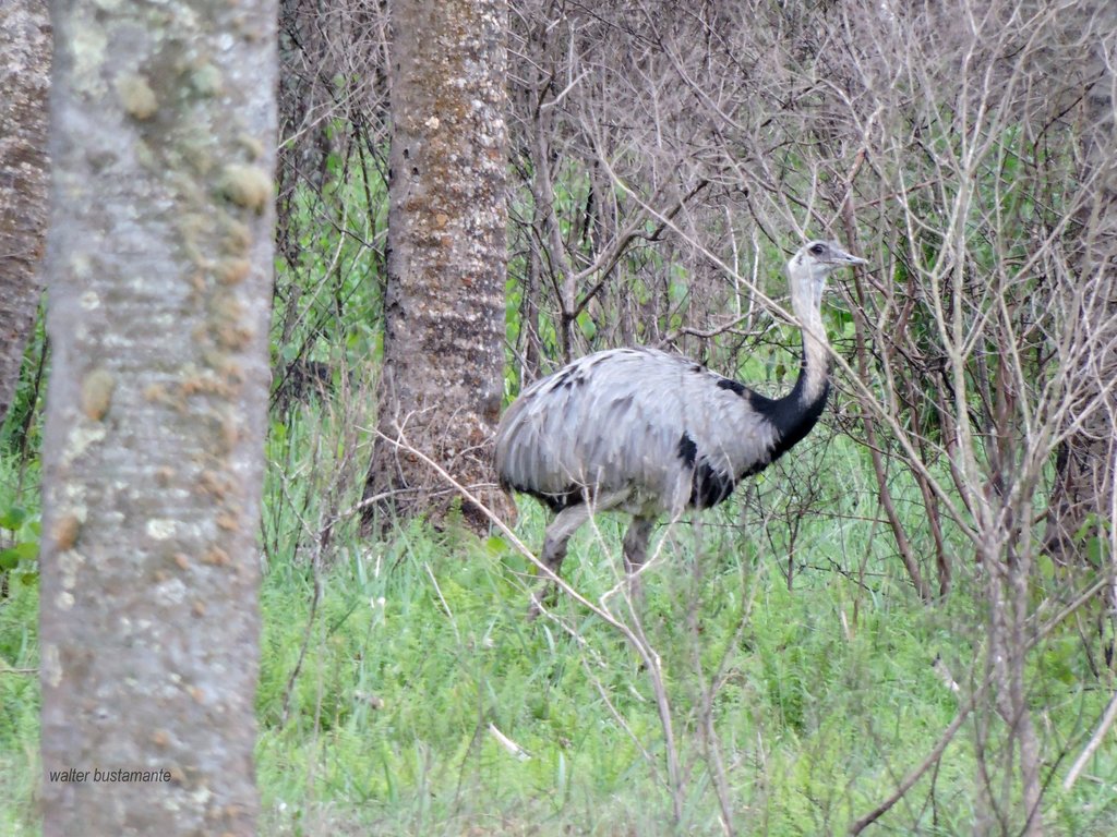 Greater Rhea in July 2018 by Walter Bustamante · iNaturalist