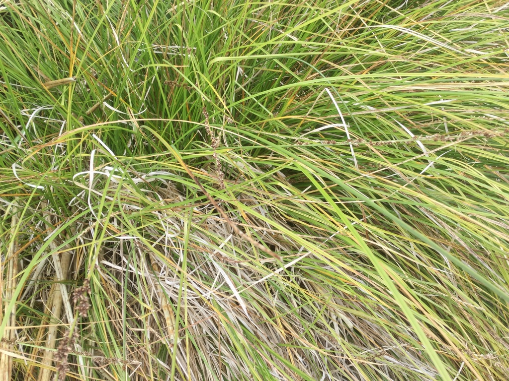 swamp sedge from Timaru, Salisbury, Canterbury, NZ on January 25, 2020 ...