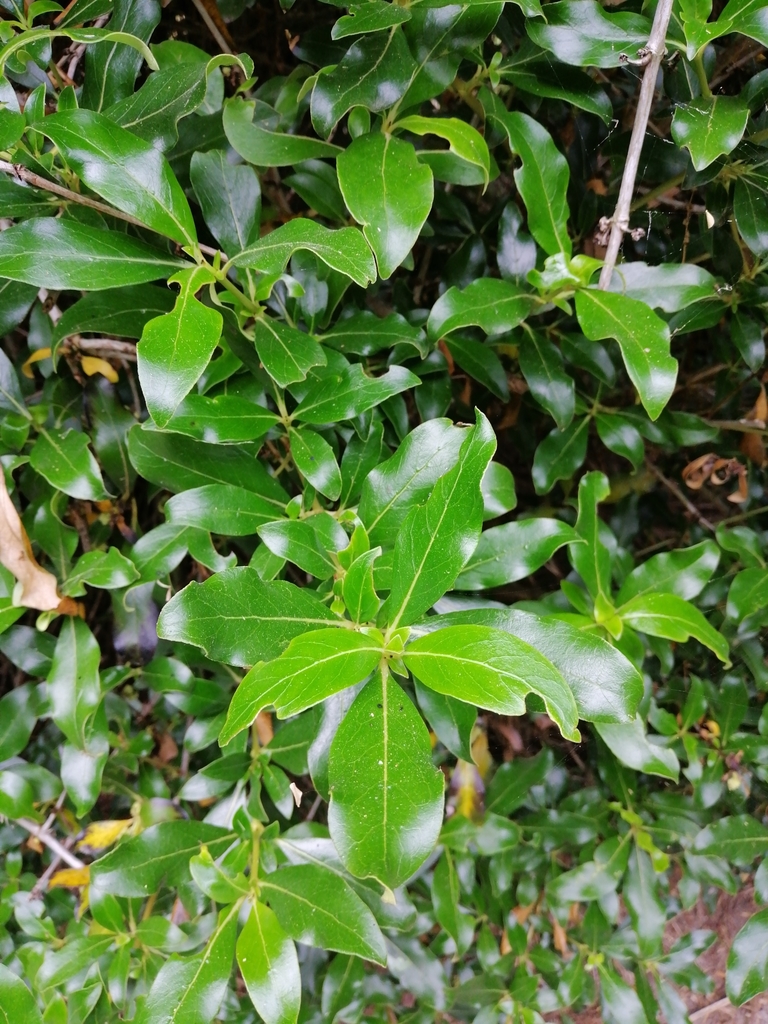 Karamu from Salisbury, New Zealand on January 25, 2020 at 11:19 AM by ...