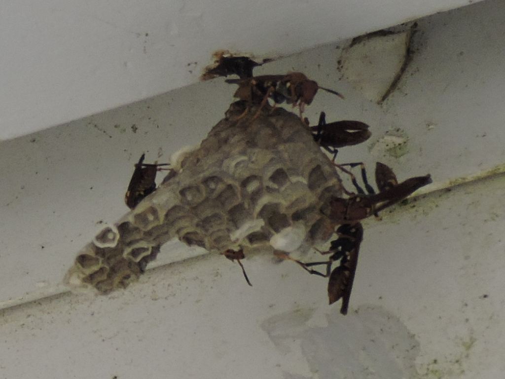 Variegated Paper Wasp from Itanhaém, SP, Brasil on December 23, 2025 at ...