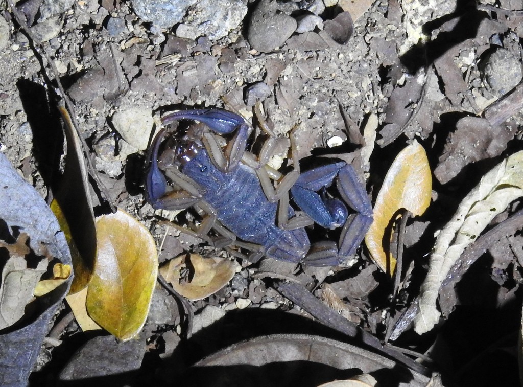 Bark Scorpions from Puntarenas Province, Costa Rica on January 22, 2020 ...