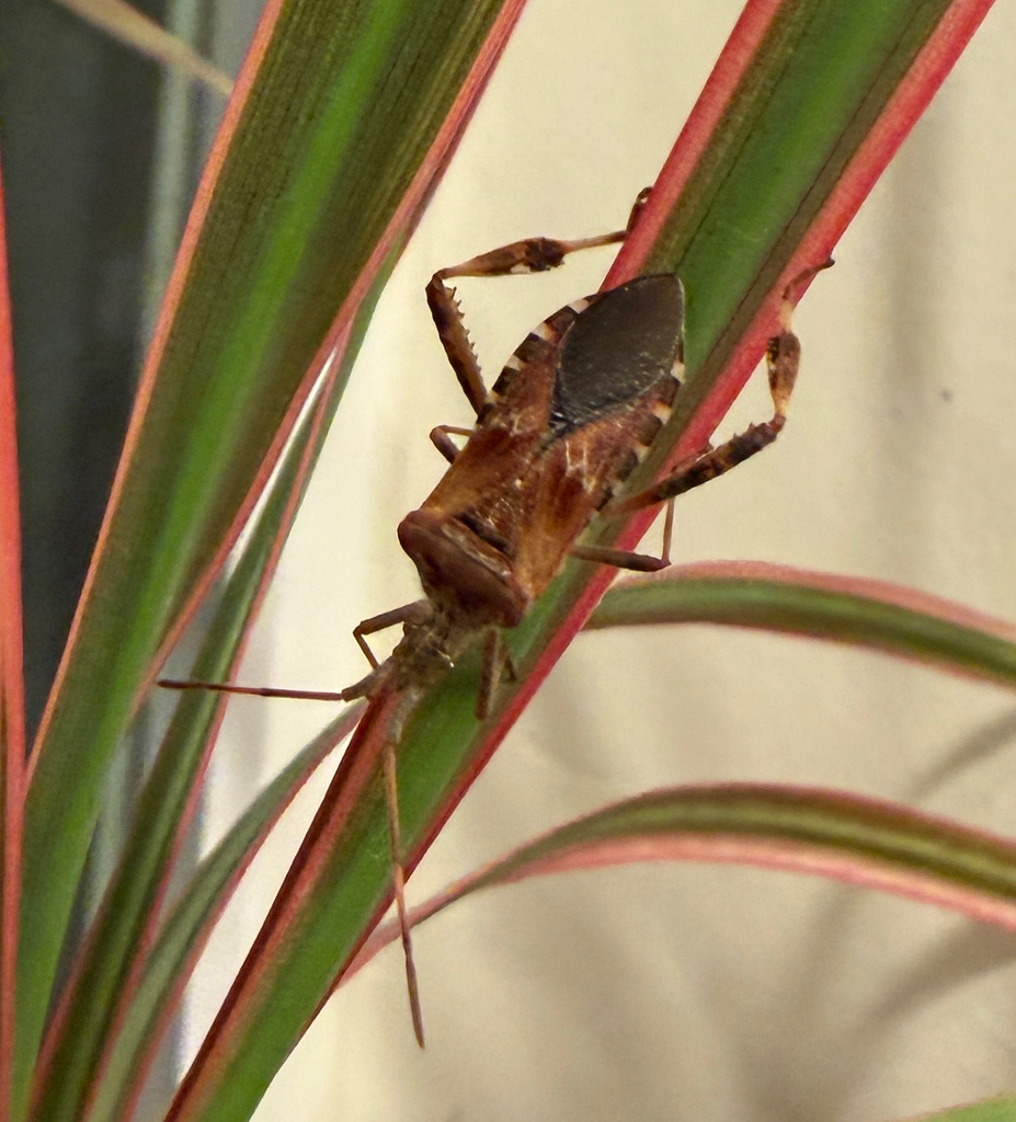 Western Conifer Seed Bug from 51st Ave NE, Seattle, WA, US on December ...