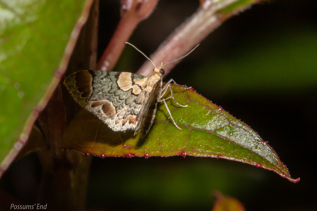 Mottled Forest Pug from Portobello, Dunedin, New Zealand on January 24 ...