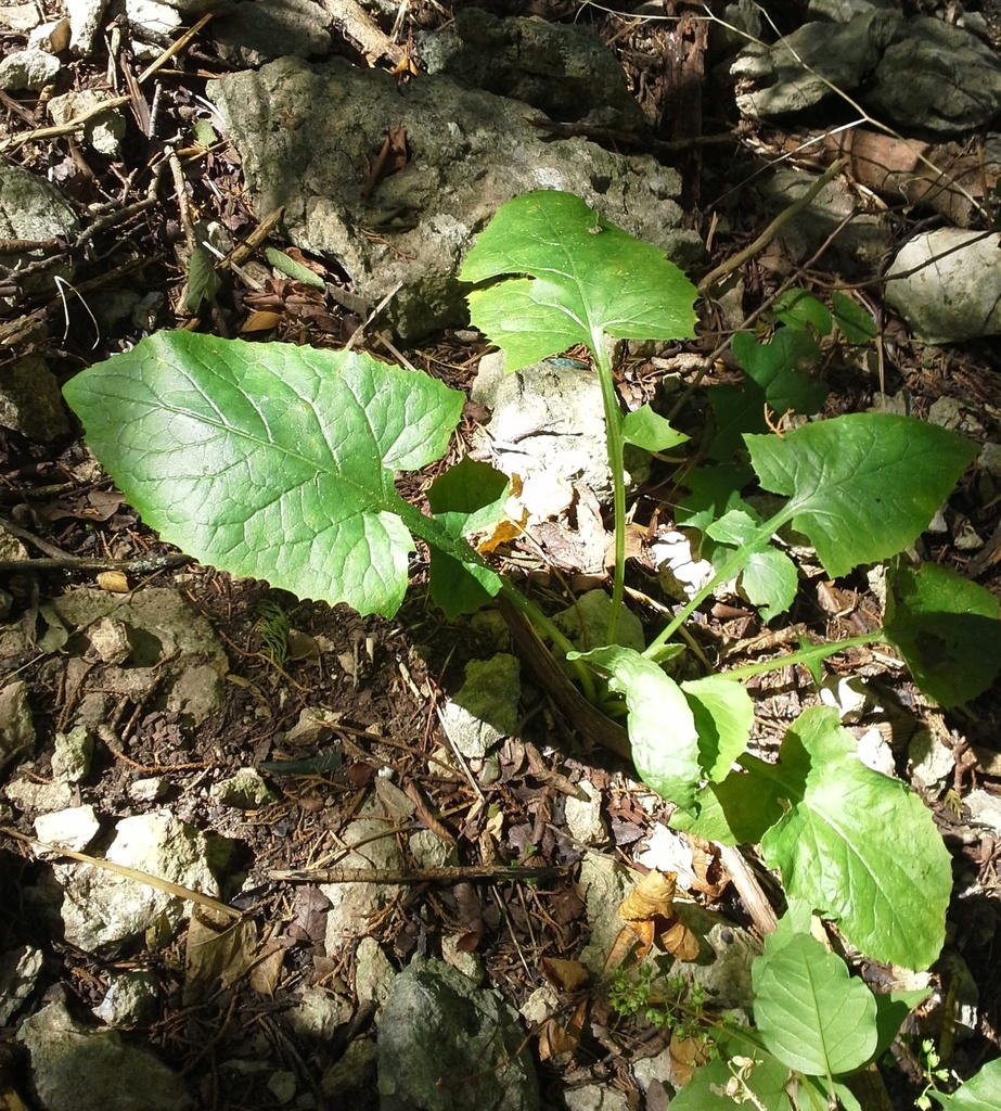 Canyon rattlesnake root from Coryell County, TX, USA on July 15, 2015 ...