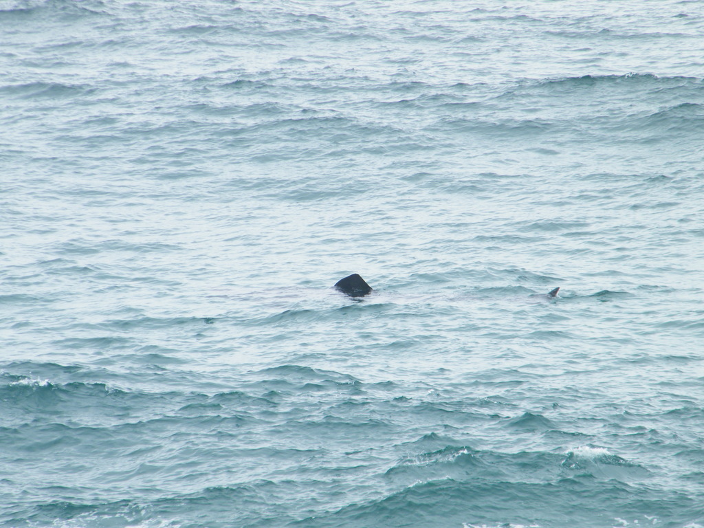 Basking Shark in May 2010 by Shane Austin · iNaturalist
