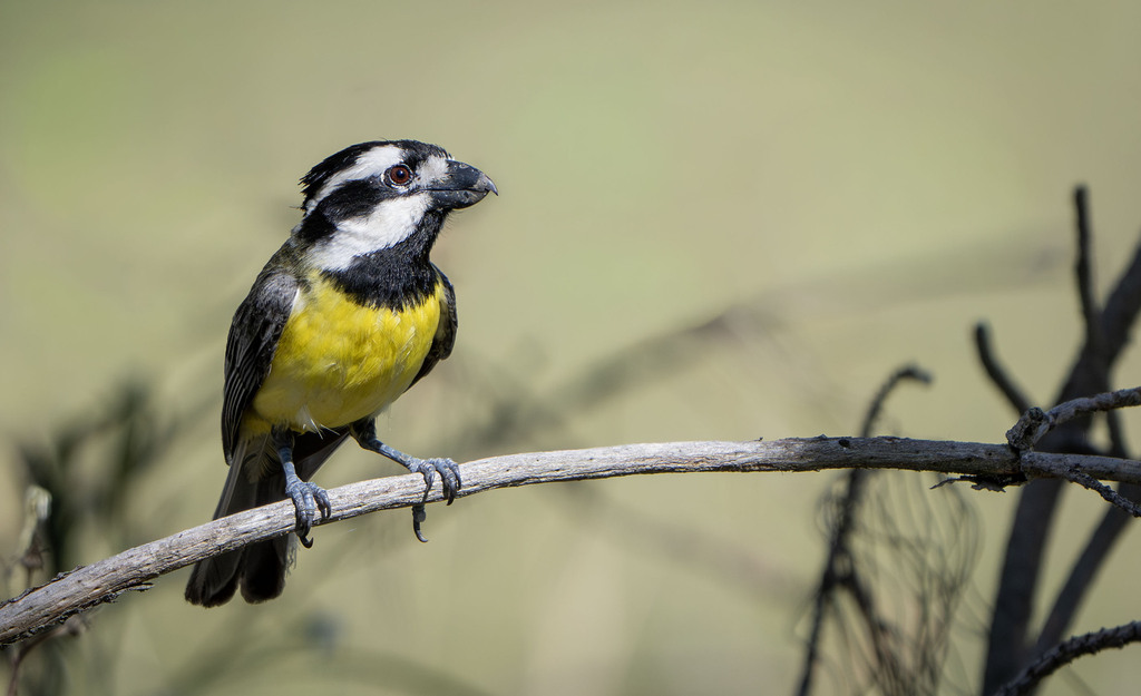 Eastern Shriketit from Old Wallangarra Rd at Hickling Ln, Southern ...