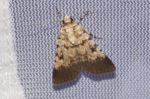 Dichagyris leucomelas · iNaturalist