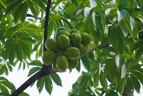 Java Olive (Sterculia foetida) · iNaturalist United Kingdom