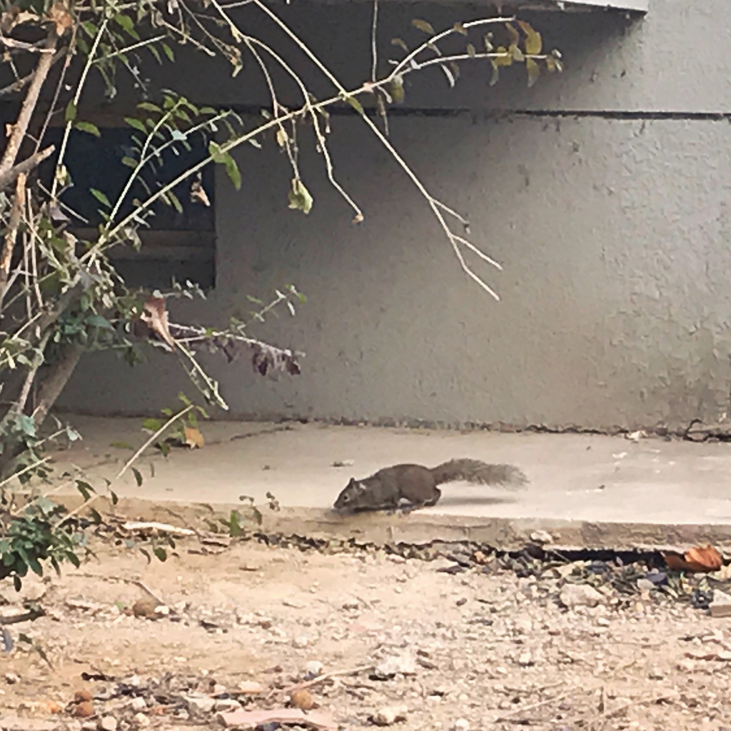 Père David's Rock Squirrel from Shengzhi Yucheng Unit (Chengjiao Street ...