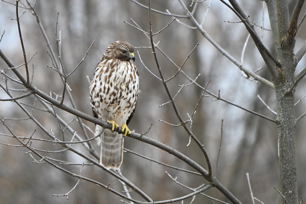 Red-shouldered Hawk from Clinton County, MI, USA on December 20, 2025 ...