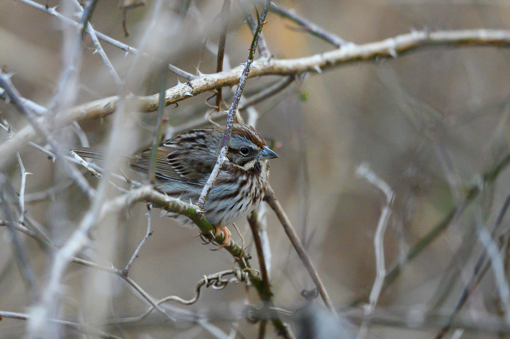 Song Sparrow from Howard, Maryland, United States on January 24, 2020 ...