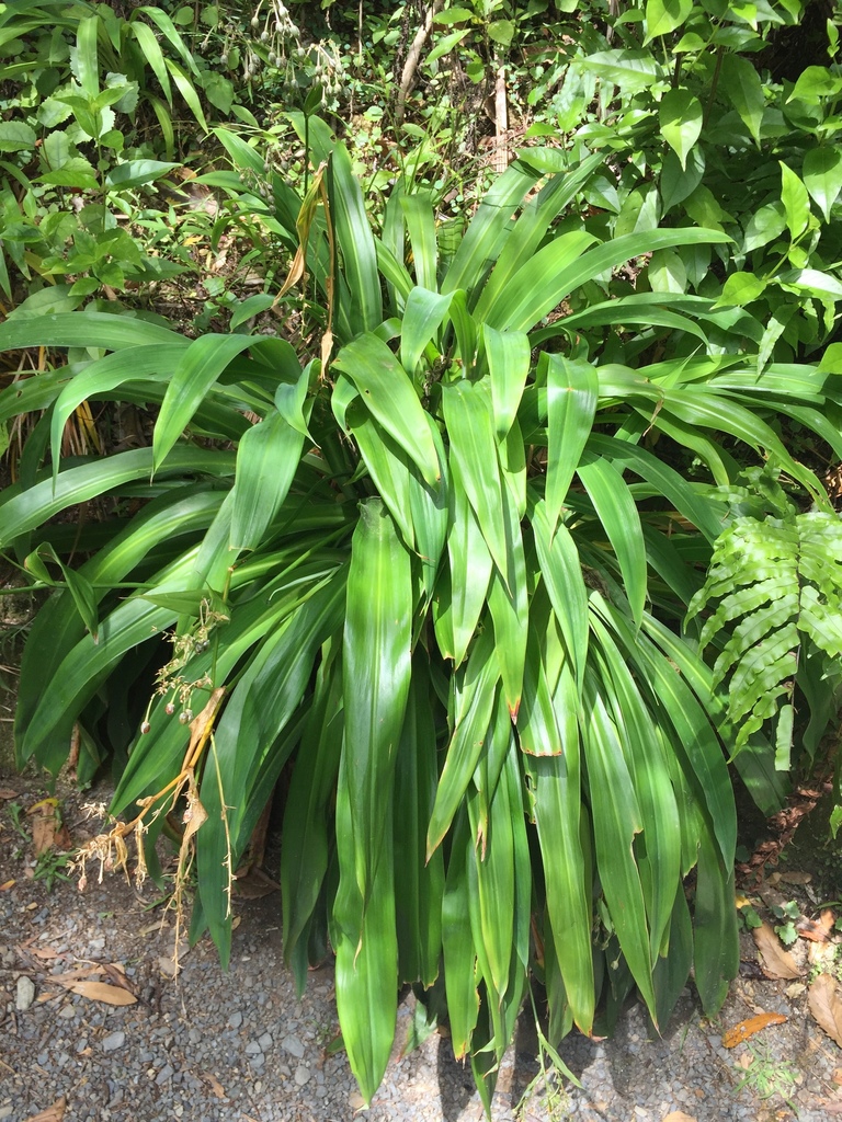 Rengarenga from Otari-Wilton's Bush, Wilton, Wellington, NZ on January ...