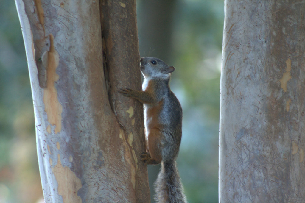 Variegated Squirrel from Heredia, Santo Domingo, Costa Rica on January ...