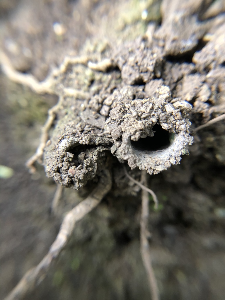 California Turret Spider from Sugarloaf Ridge State Park, Kenwood, CA ...