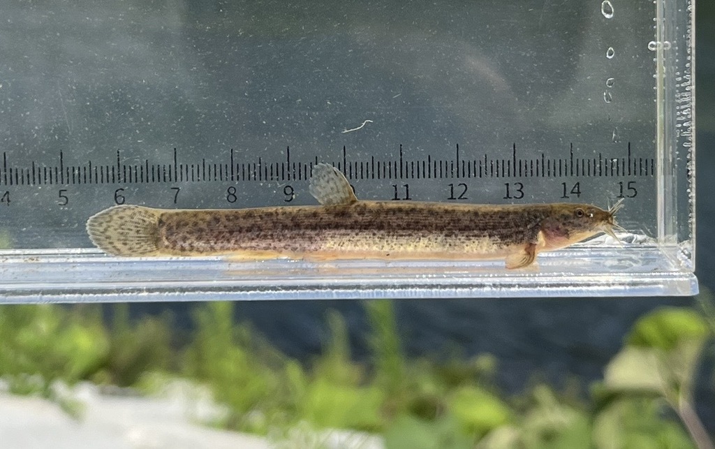 Oriental Weatherfish in July 2025 by totokun. Screenshot · iNaturalist