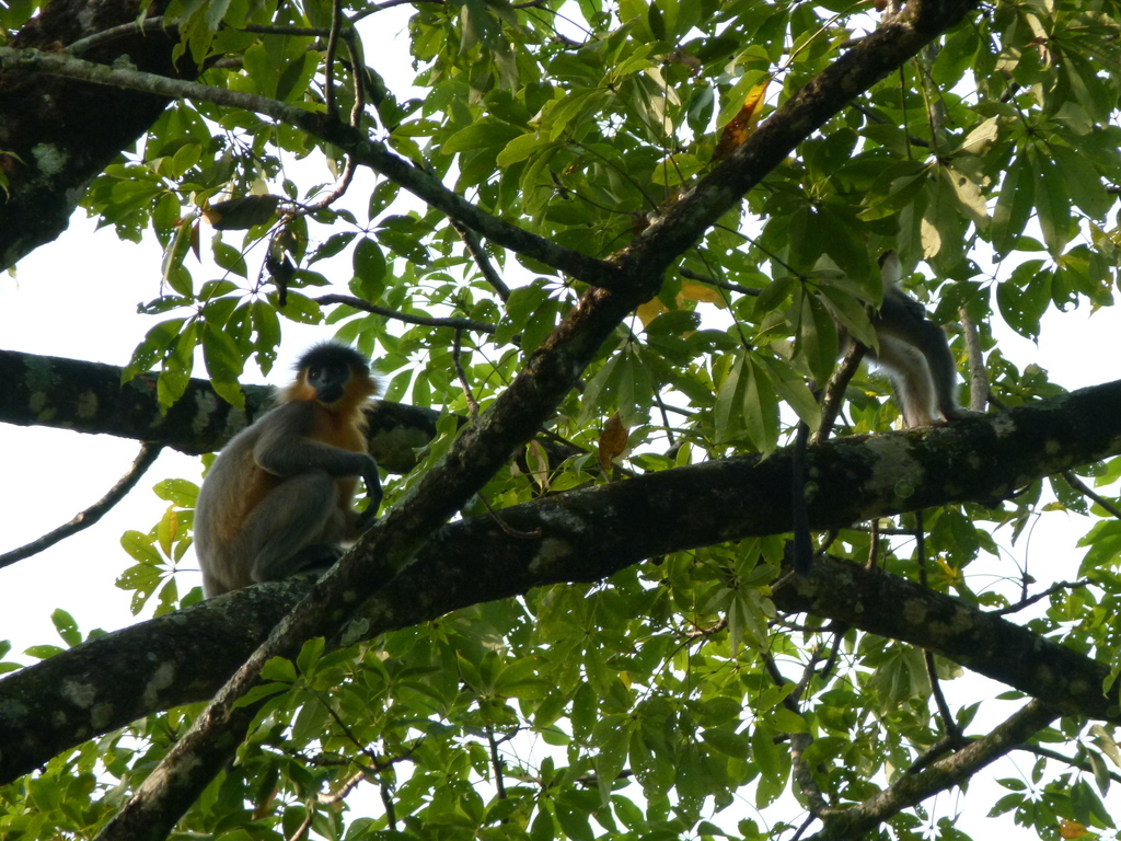 Capped Lutung in November 2011 by Yves Bas · iNaturalist