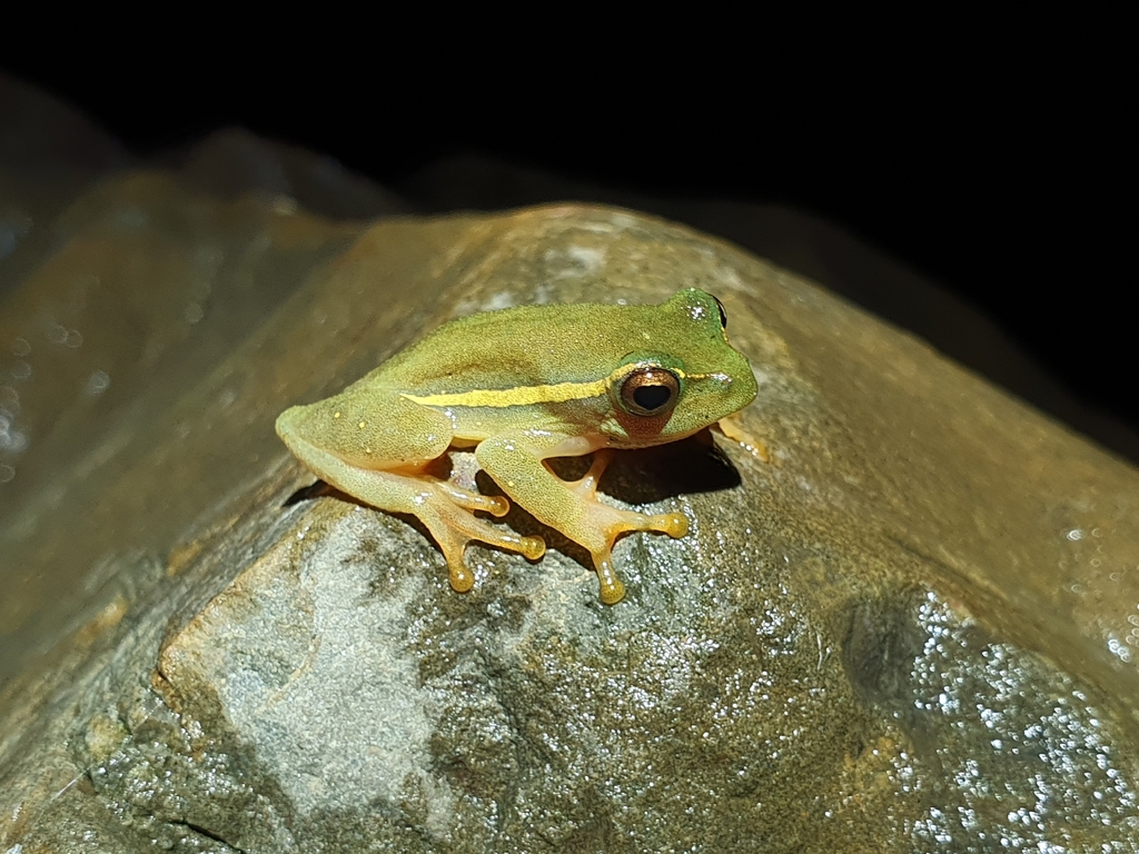 Yellow-striped Reed Frog from Great Kei Local Municipality, South ...