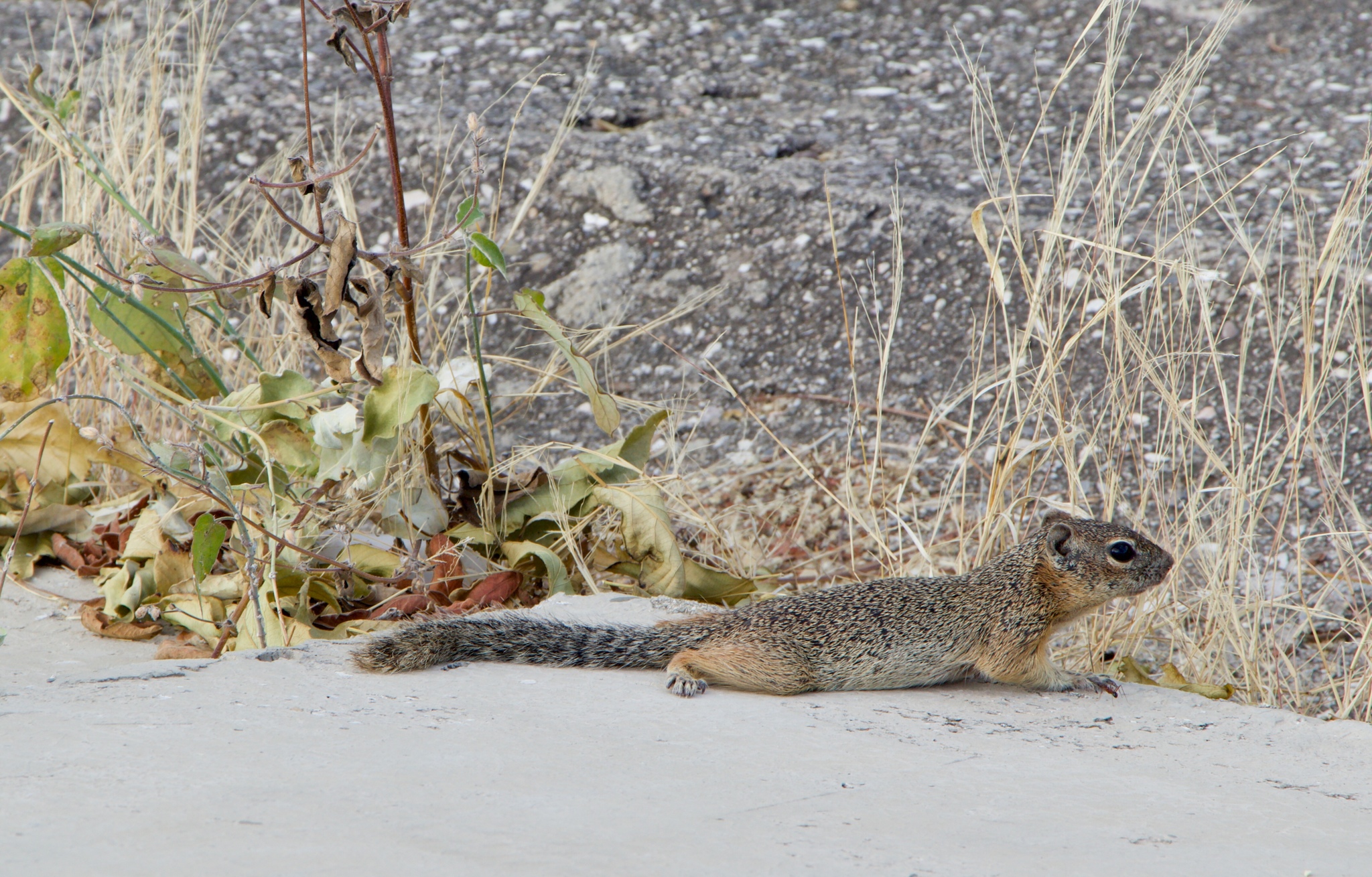 Notocitellus adocetus (Merriam, 1903)