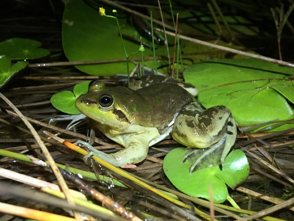 Paradoxical Swimming Frog from Sand Creek - Dadanawa, Catunarib ...