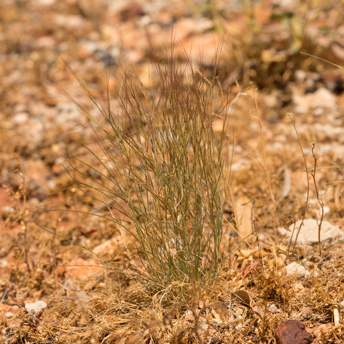 Bunched Kerosene Grass (Aristida contorta) · iNaturalist