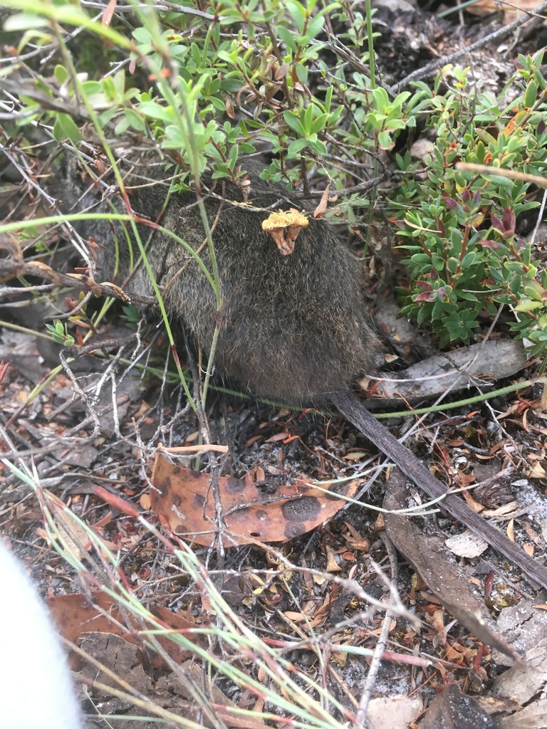 Heath Mouse from Casterton-Penola Road, Casterton, VIC, AU on January ...