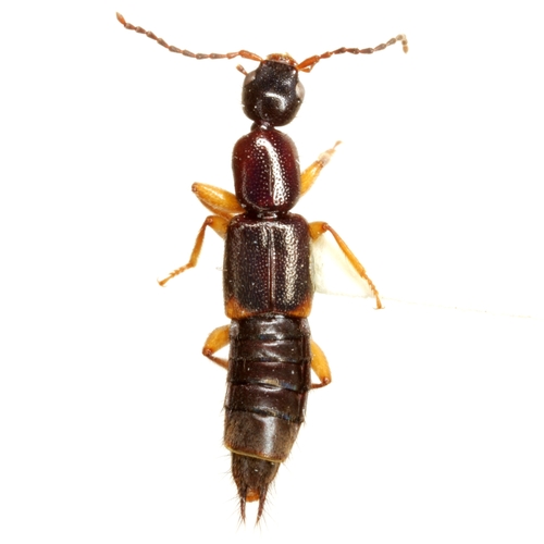 Tetartopeus tetricus · iNaturalist