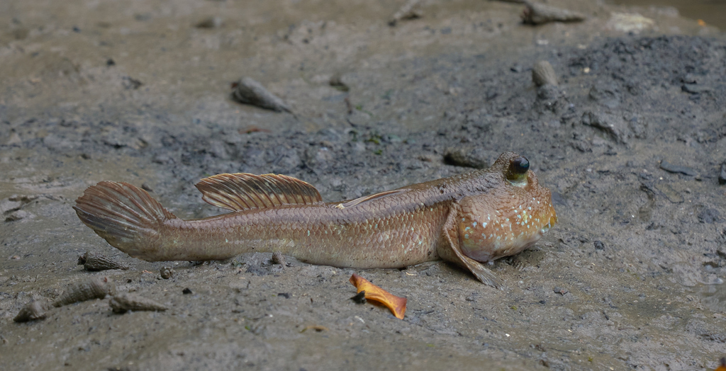 Giant Mudskipper (Periophthalmodon schlosseri) - Marine Life Identification