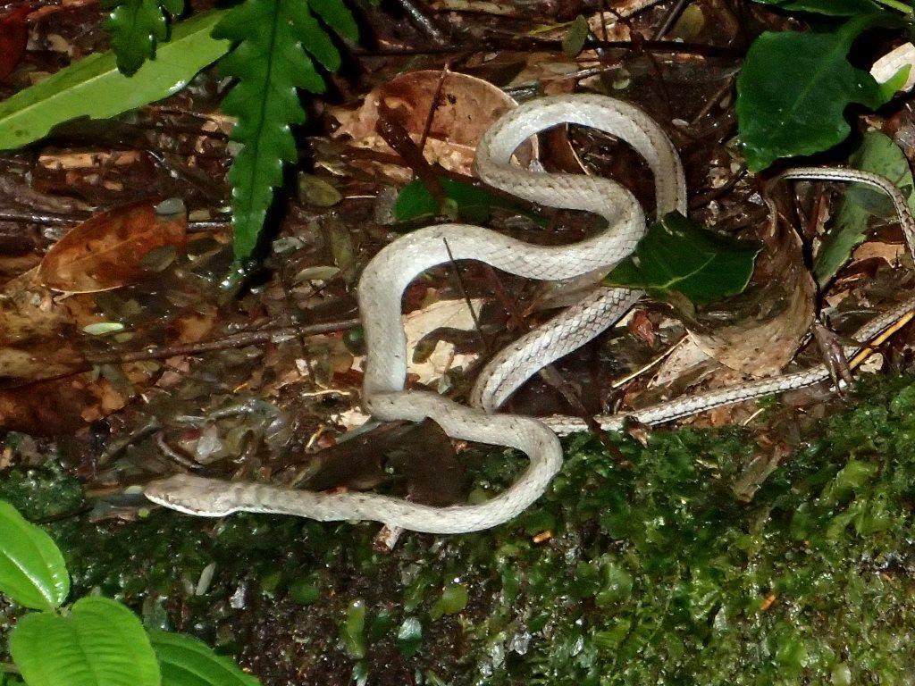 Seychelles Wolf Snake in June 2016 by Alain Michaud · iNaturalist