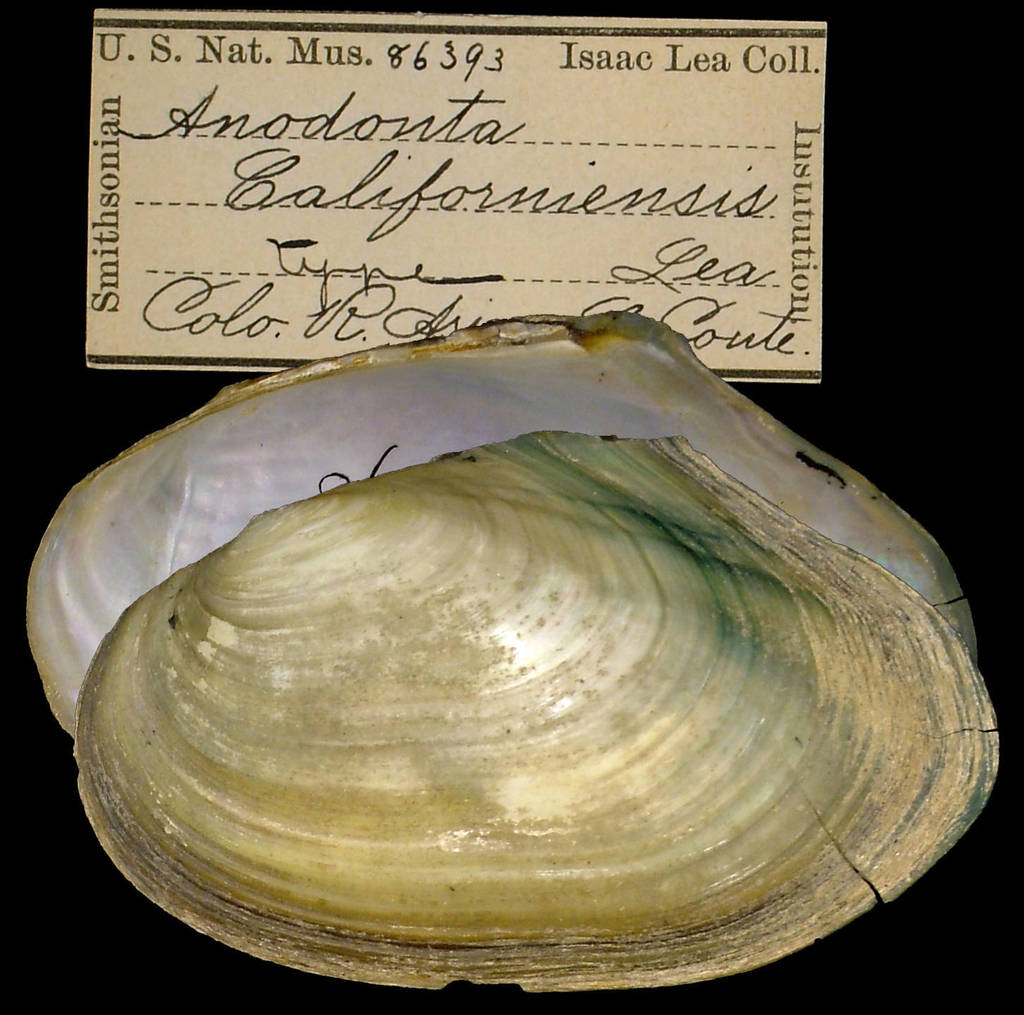 California Floater (Bivalves of the United States Pt.1) · iNaturalist