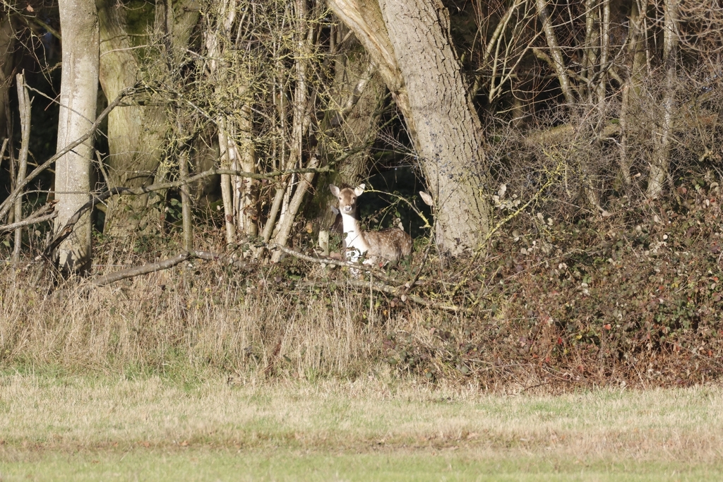 European Fallow Deer from Upton, Peterborough PE6 7BE, UK on December ...
