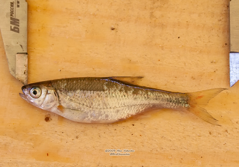 Russian Spirlin (Alburnoides rossicus) - Marine Life Identification