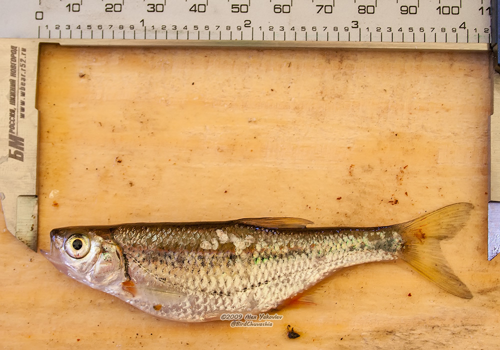 Russian Spirlin (Alburnoides rossicus) - Marine Life Identification