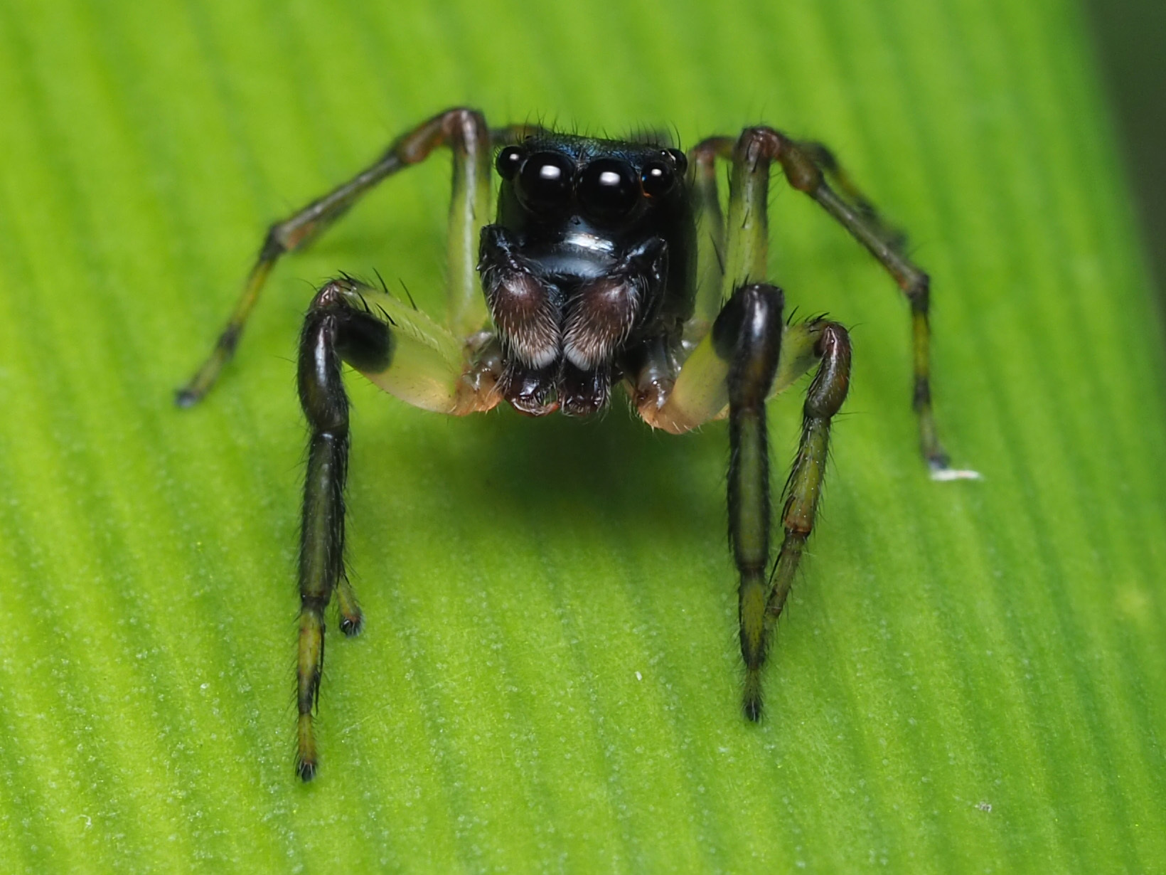 Amycus albipalpus Galvis, 2015