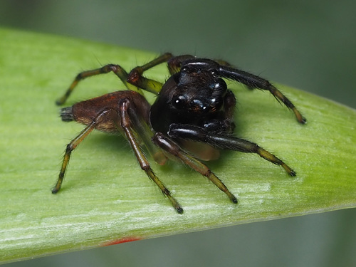 Amycus albipalpus · iNaturalist