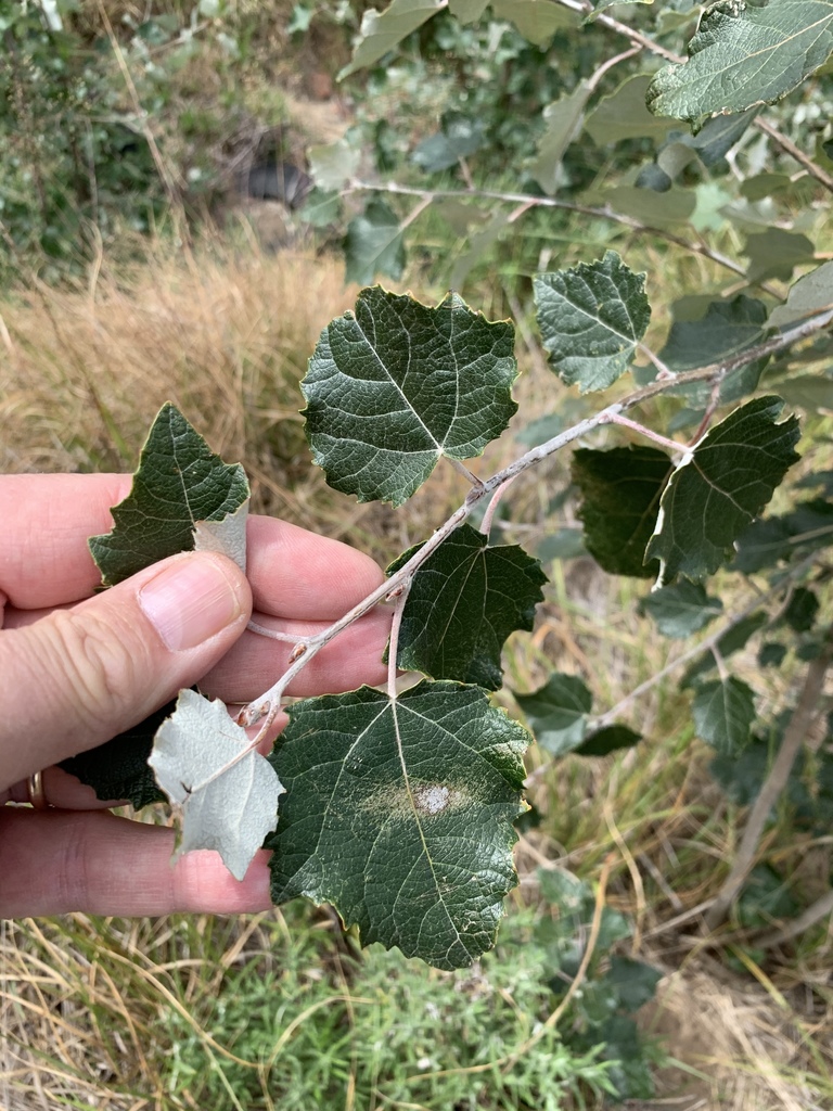 Grey Poplar from WC, ZA on January 25, 2020 at 10:58 AM by Dave ...