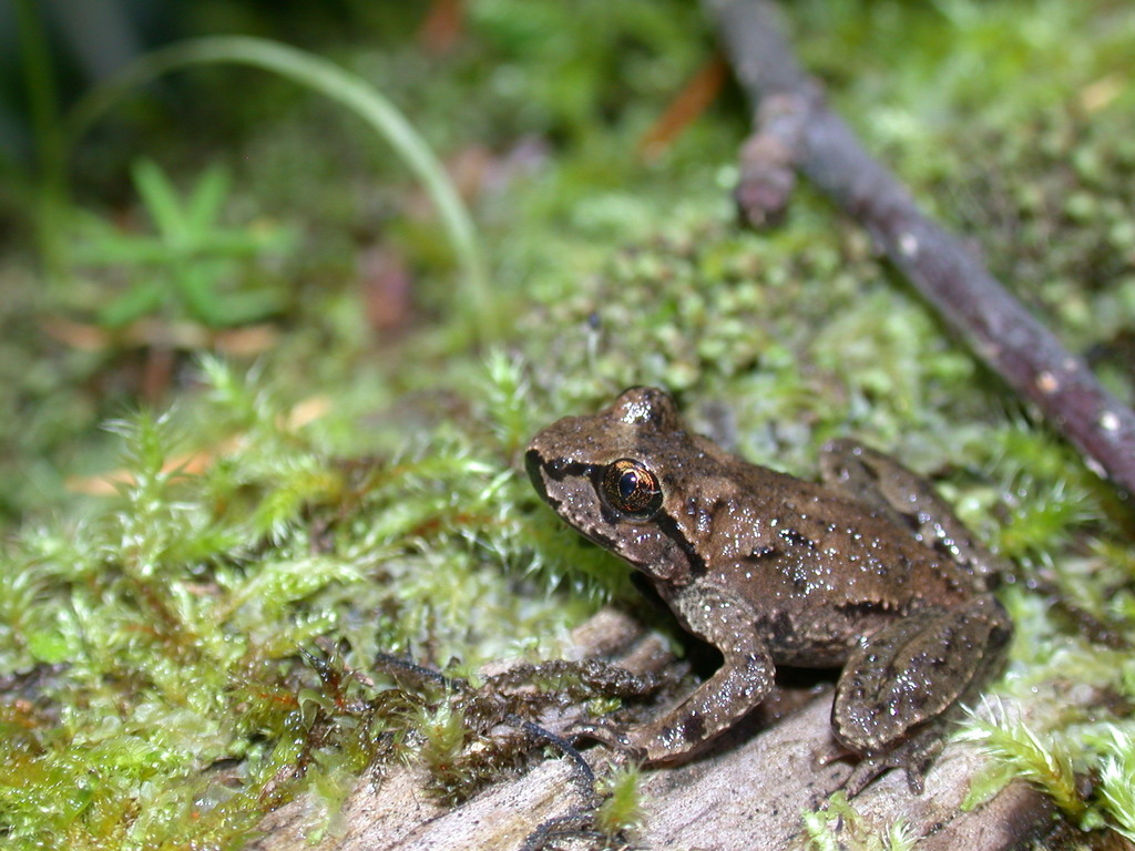 Coastal Tailed Frog in July 2009 by J.D. Willson · iNaturalist